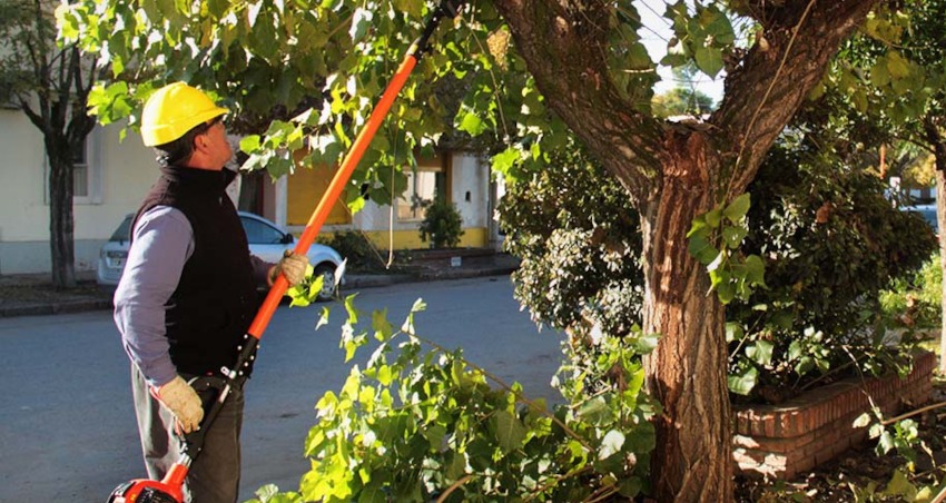 Manejo de arbolado urbano y gestión de residuos de poda - Campo Directo
